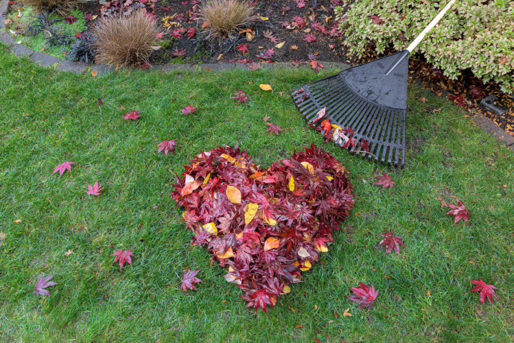 Fallen Leaves Raked into Heart Shape on Green Grass Lawn - HCT Turf