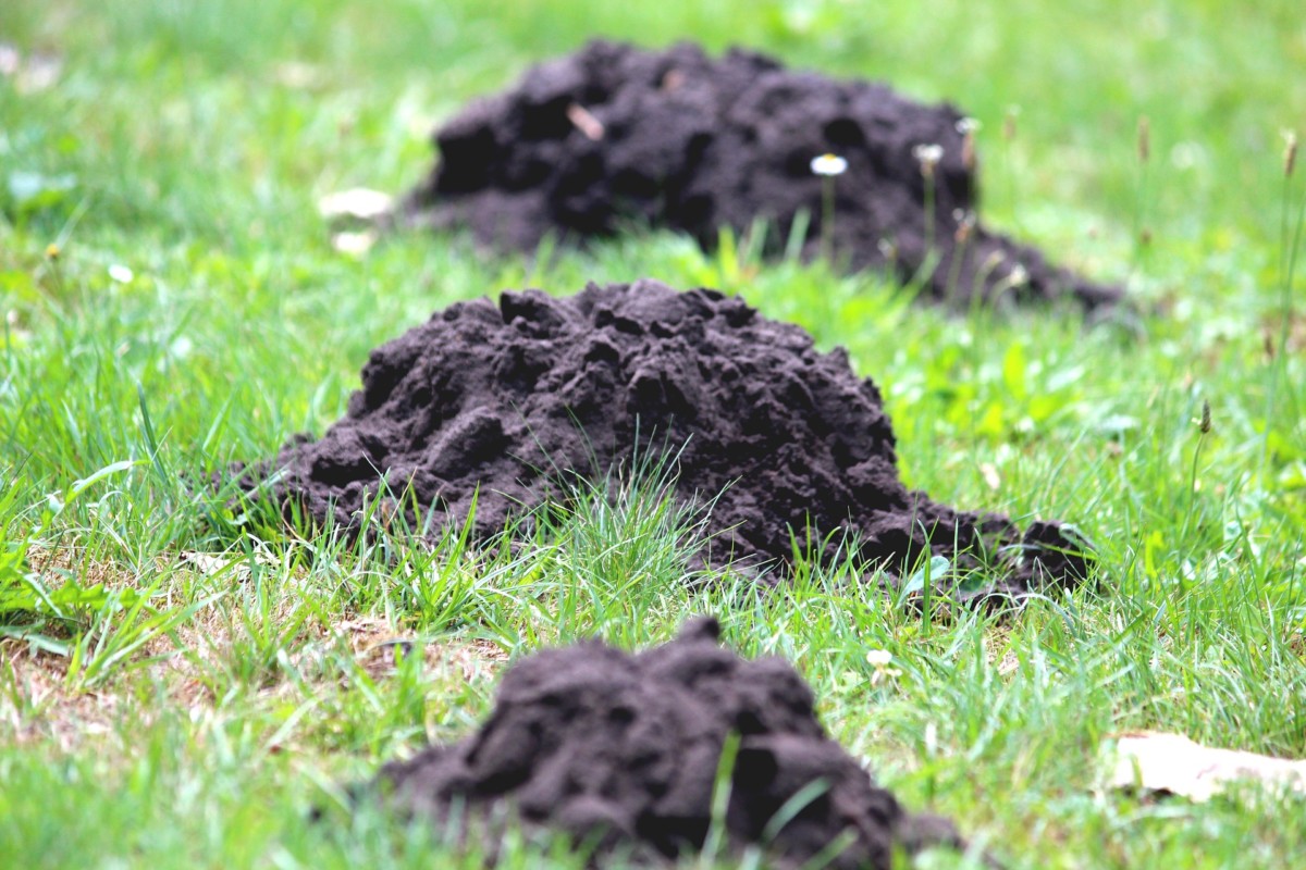 How Do I Get Rid Of Moles Humanely 